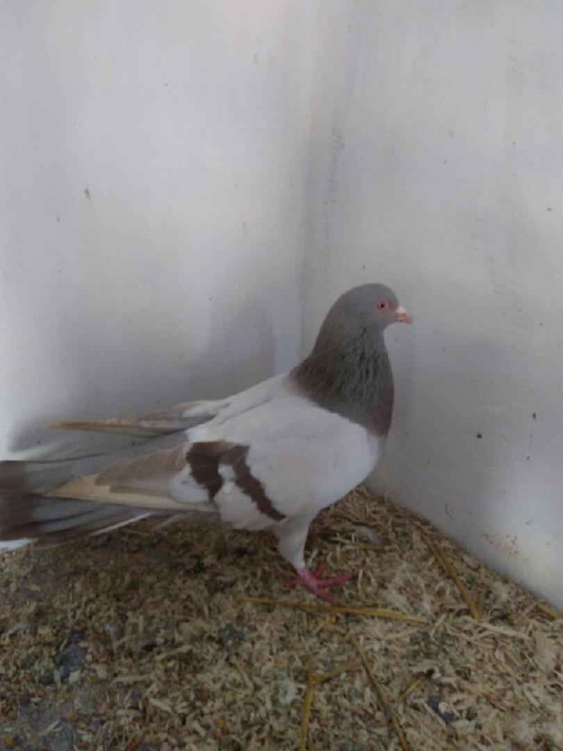 OLBRZYM RZYMSKI SAMICA - 7192532846 - oficjalne archiwum allegro