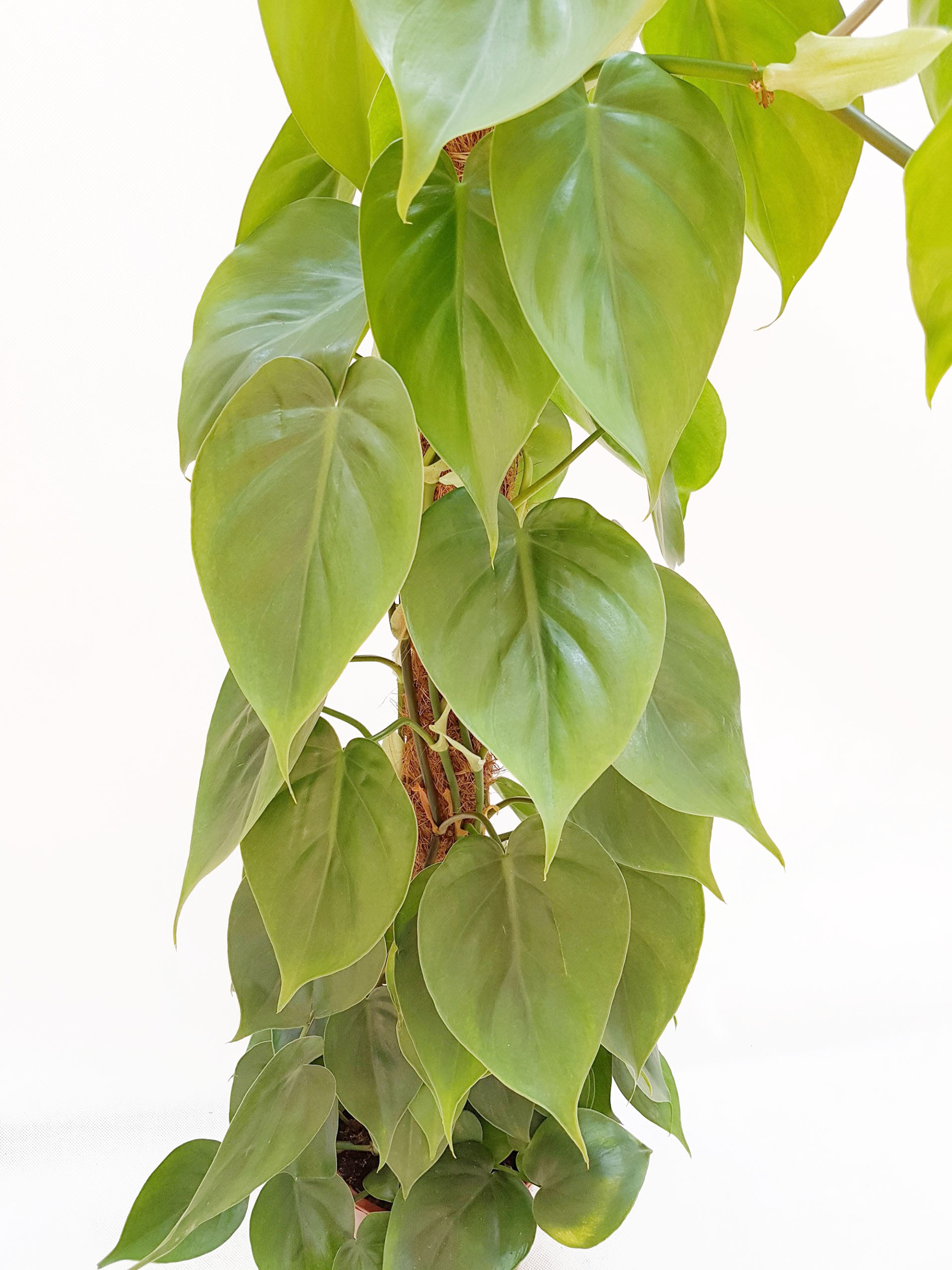 FILODENDRON (Philodendron) SCANDENS 90 cm - 7367232515 - oficjalne ...