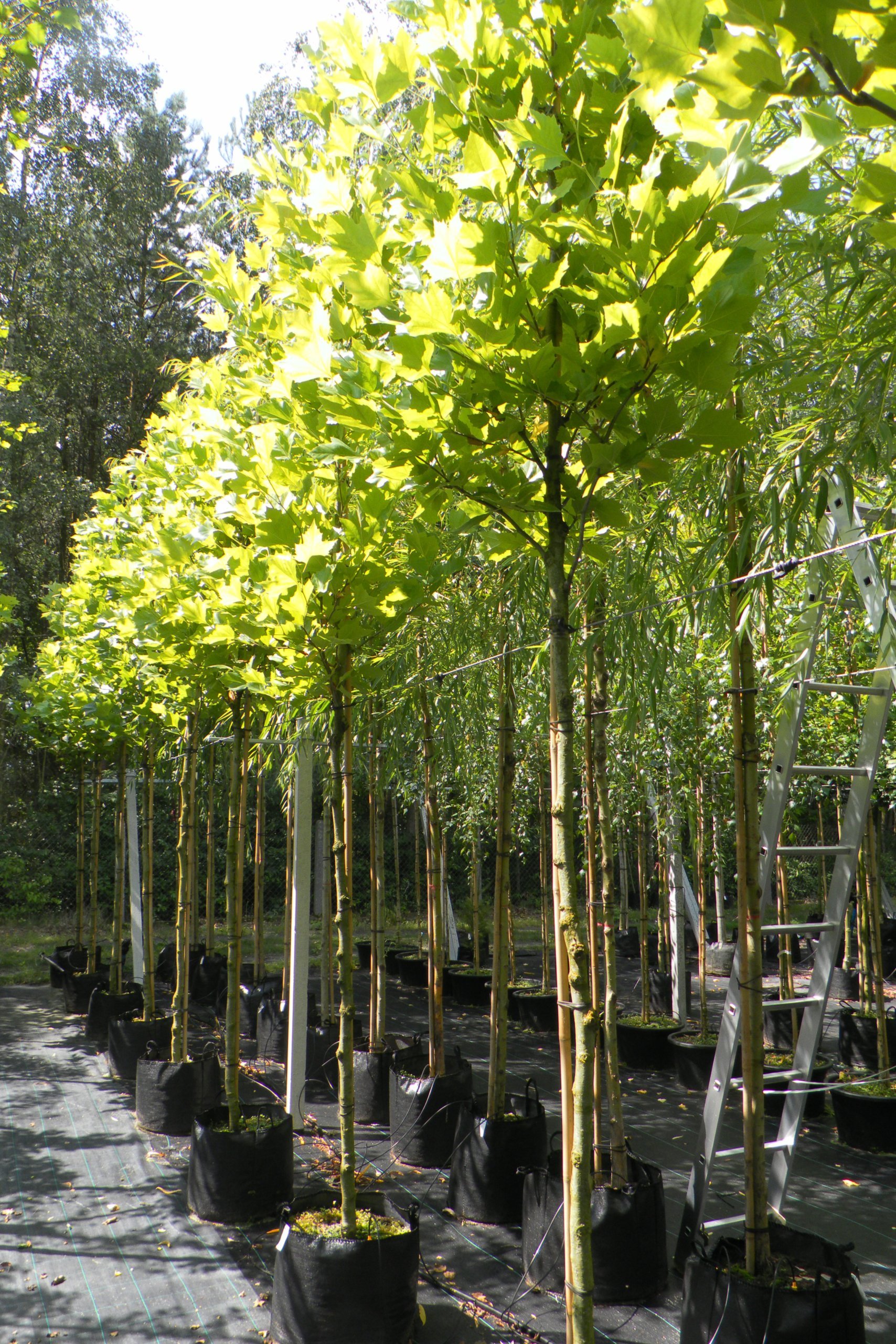 PLATAN KLONOLISTNY 'PYRAMIDALIS' (PLATANUS) - 6904608826 - oficjalne ...