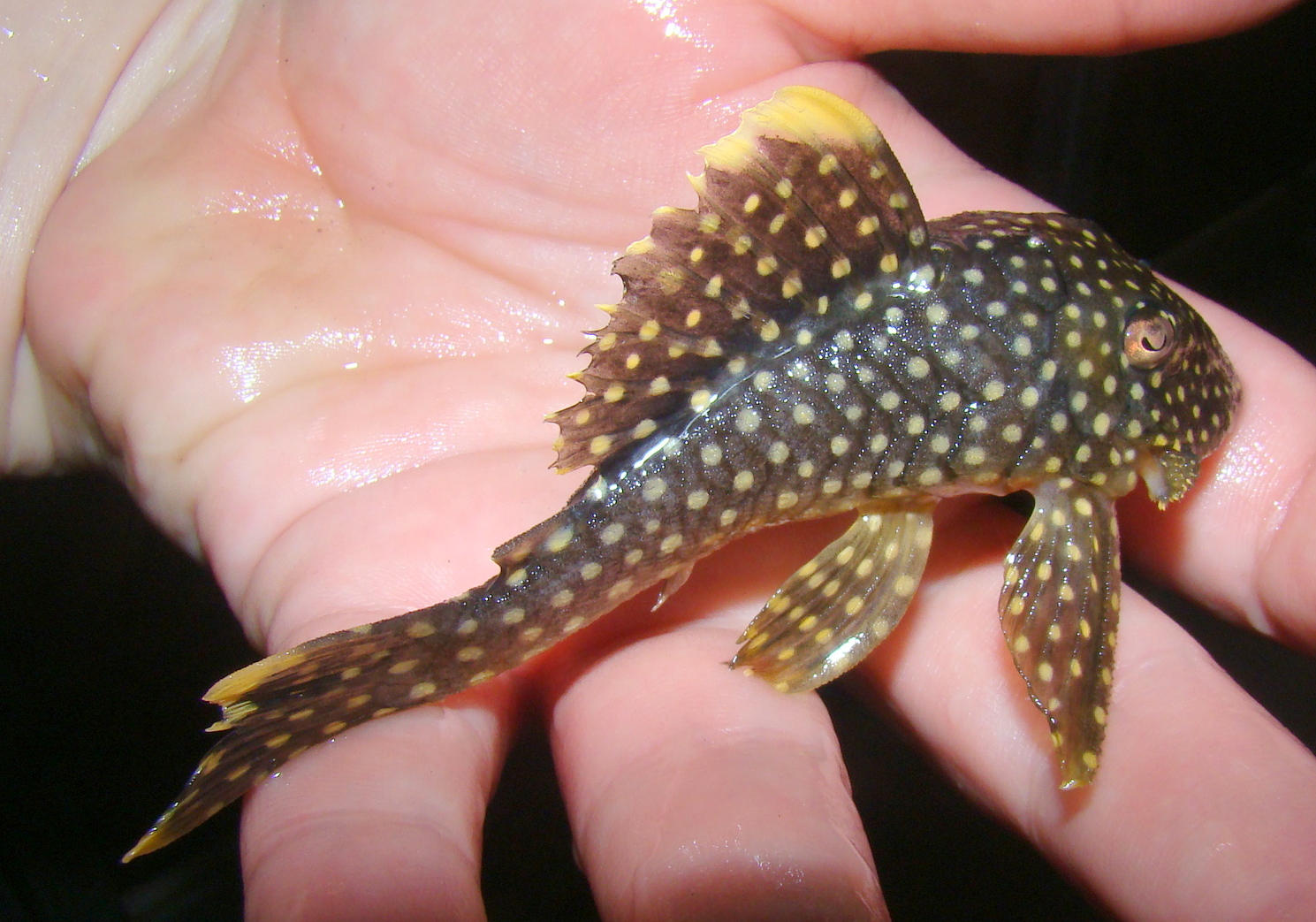 Zbrojnik L-018 Baryancistrus xanthellus Wrocław - 7159135091 ...