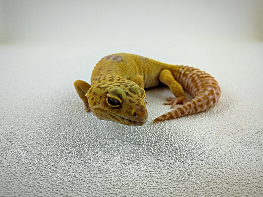 GEKON LAMPARCI HYBINO Samiec AlleTerra - 7458922120 - oficjalne ...