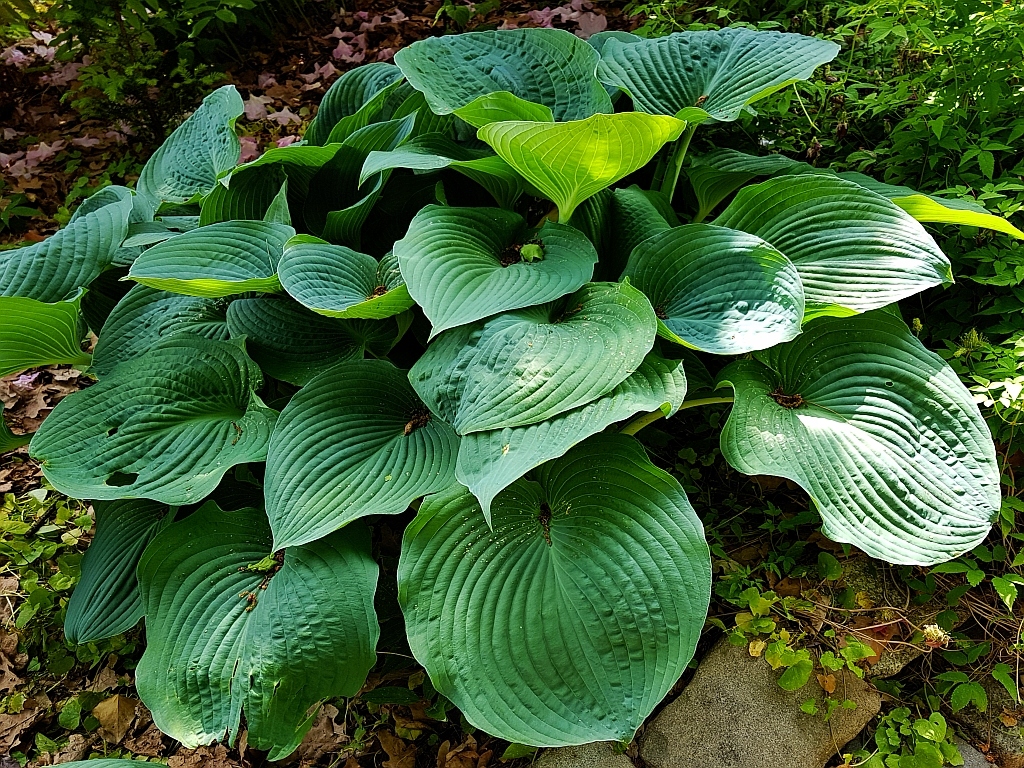 HOSTA - FUNKIA EMPRESS WU 1szt OLBRZYMIA! - 7413816435 - oficjalne ...