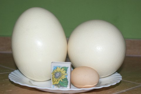 Wydmuszki strusie jaja Decoupage pisanki okazja - 7210408623 ...