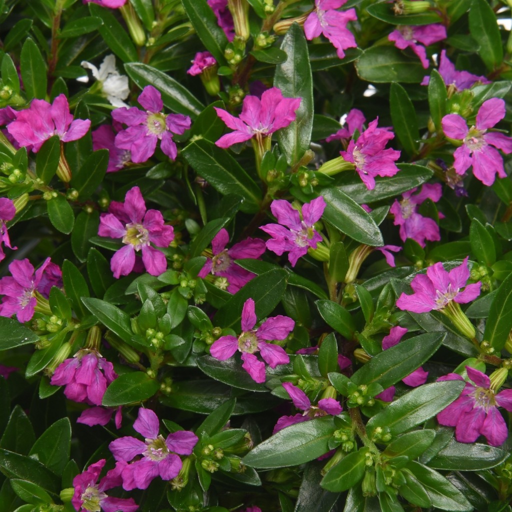 Kufea hyzopolistna Cuphea Lilac - 7085644036 - oficjalne archiwum Allegro