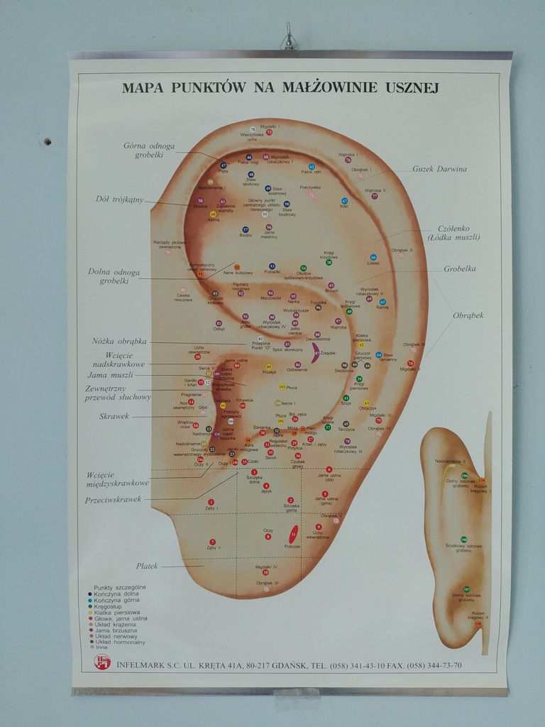 Aurikuloterapia Plakat Plansza Akupunktura Ucha - 7316345399 ...