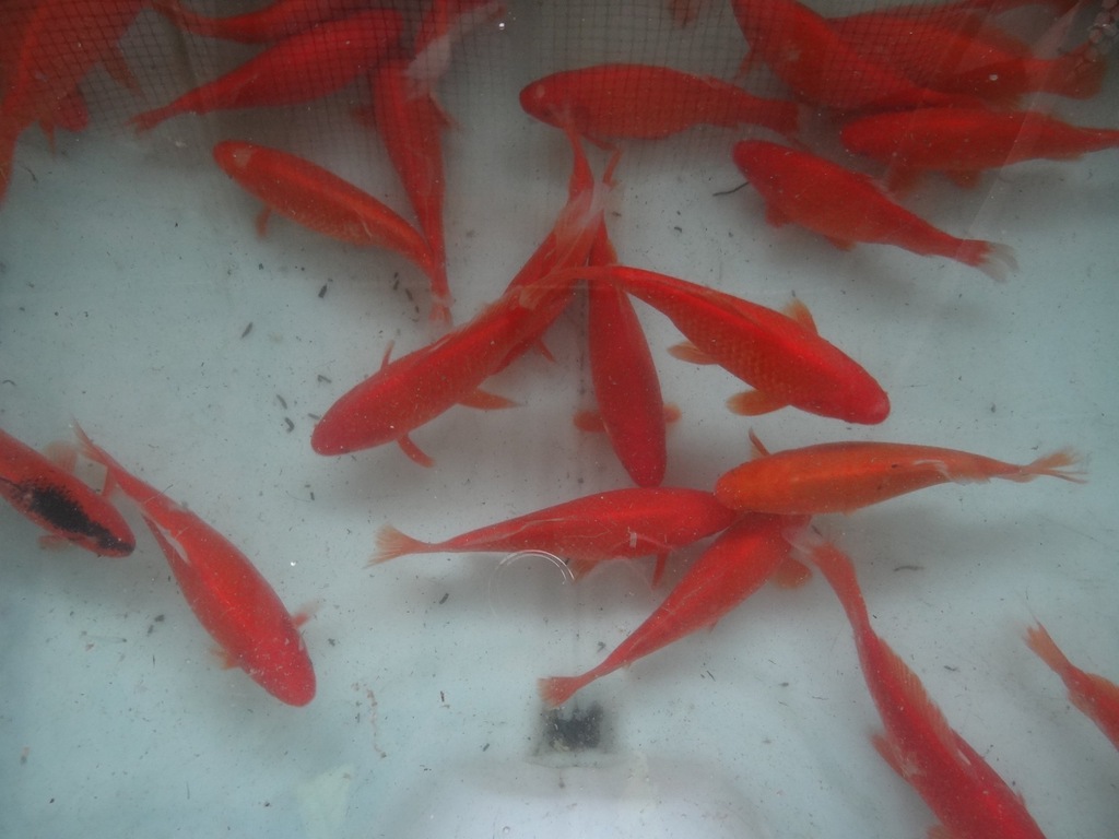 NARYBEK KARP LIN AMUR JESIOTR KOI ZŁOTA ORFA - 7130584554 - oficjalne ...